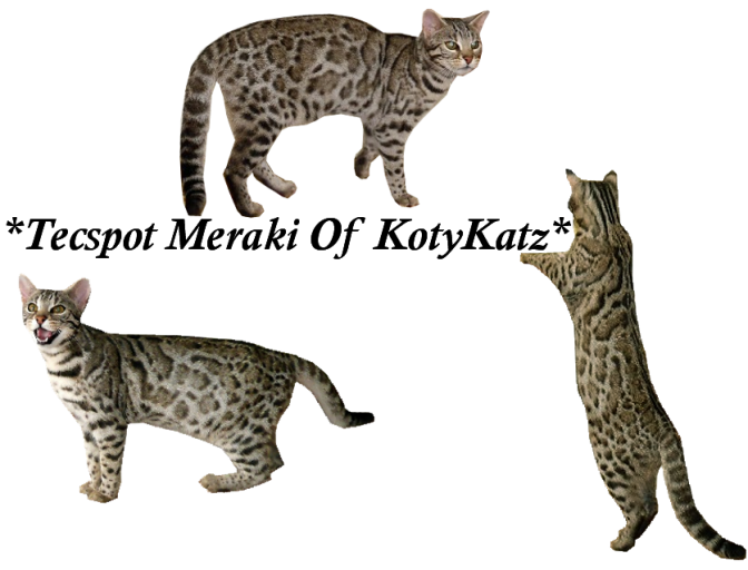 Tecspot Meraki of KotyKatz - KotyKatz Bengals
