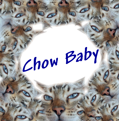 Chow-Baby - KotyKatz Bengals